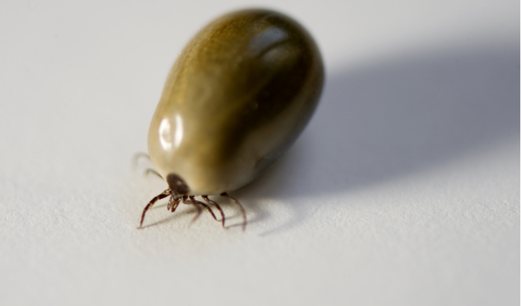 Facebook: “A Giant Blood-Engorged Tick Hanging off Your Frontal Lobe”