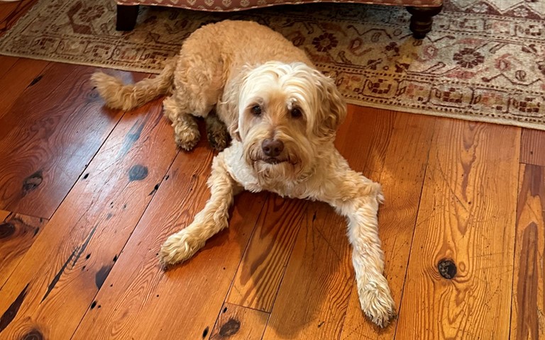 Meet Our Dog Louis, We’re One of Those...